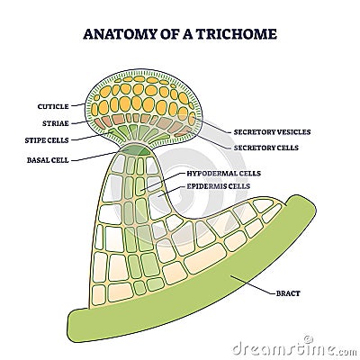 Anatomy Of Trichome With Biological Model Structure Closeup Outline ...