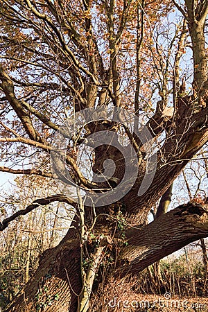 Ancient Magical Oak Tree Royalty-Free Stock Photo | CartoonDealer.com ...
