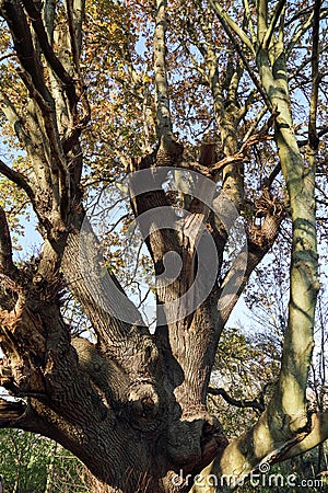 Ancient Magical Oak Tree Stock Photo | CartoonDealer.com #81725496