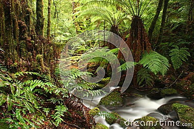 Ancient Rainforest Royalty Free Stock Photo - Image: 1096215