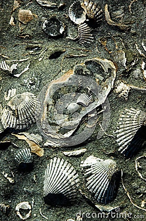 Ancient Shells Stock Photo | CartoonDealer.com #1608054