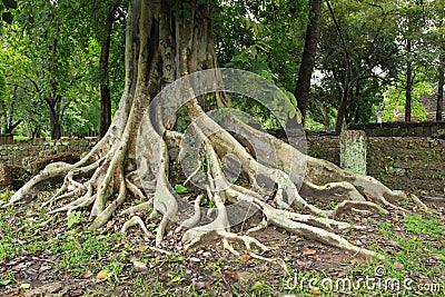 Ancient Tree Royalty Free Stock Photography - Image: 26592687