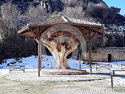 Ancient Walnut Stock Photo | CartoonDealer.com #120911274