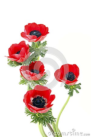 Anemone Flowers Royalty Free Stock Photography - Image: 19667097