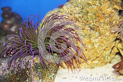 Anemonia Viridis Royalty-Free Stock Photography | CartoonDealer.com ...