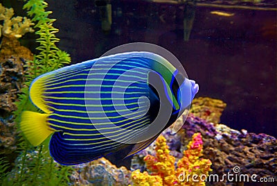 Angelfish Stock Image - Image: 3260891