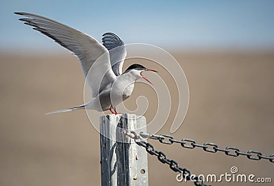 Angry Arctic Tern Sitting On A Metal Stump Royalty-Free Stock Photo ...