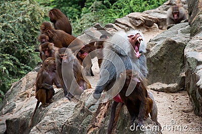 Angry Baboon Stock Photo | CartoonDealer.com #20461968
