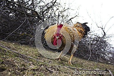 Angry Big Rooster Stock Photo - Image: 55149877