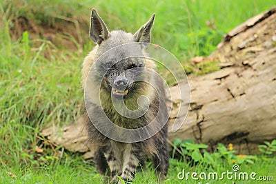 Angry Brown Hyena Stock Photo - Image: 44287278