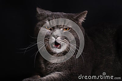 Angry Cat Stock Image - Image: 36078151