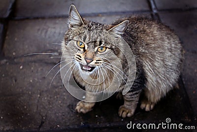 Angry Cats With Guns