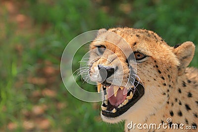 Angry Cheetah Royalty Free Stock Image - Image: 9762476