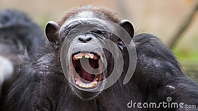 Angry Chimpanzee Yelling Stock Photo - Image: 80623097