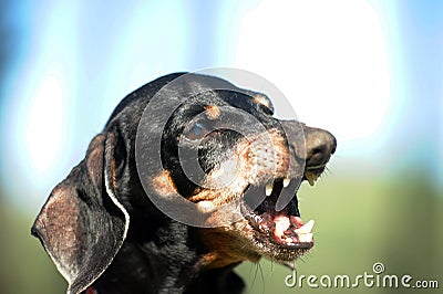 Angry Dachshund Stock Photo - Image: 26498680