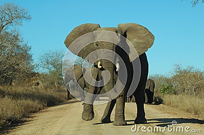Angry Elephant Stock Photo - Image: 650300