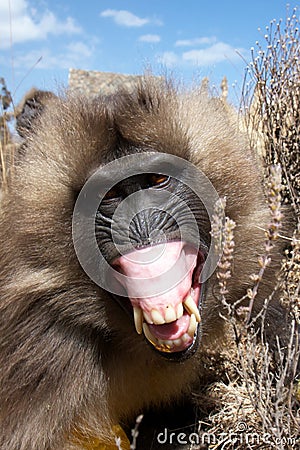 Angry Gelada Baboon Royalty-Free Stock Photography | CartoonDealer.com ...