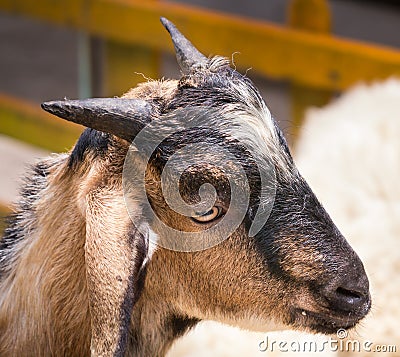 Angry Goat Royalty Free Stock Photography - Image: 36947617