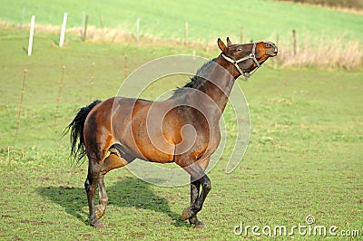 Angry Horse Stock Photos - Image: 2934533