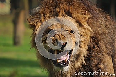 Angry Lion Royalty Free Stock Images - Image: 10069999