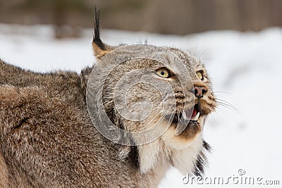 Angry Lynx Portrait Royalty-Free Stock Photography | CartoonDealer.com ...