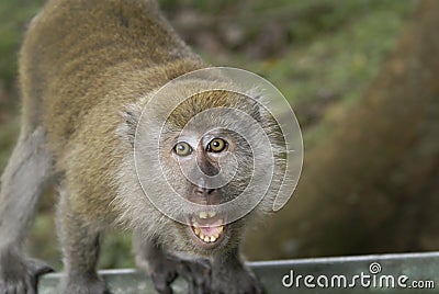 Angry Macaque Monkey Stock Photography - Image: 3897172