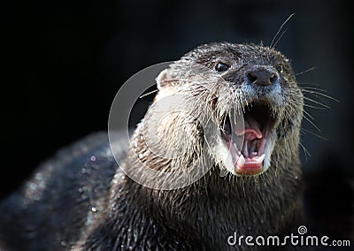 Angry Otter Royalty Free Stock Photos - Image: 19049668