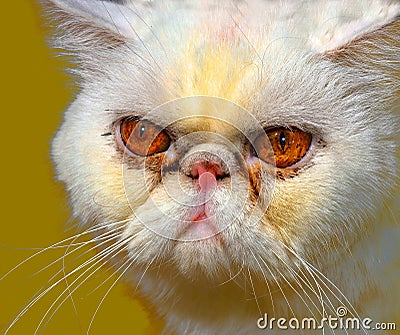 Angry Persian Cat Stock Image - Image: 5257381