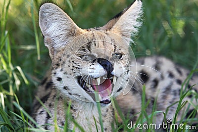 Angry Serval Wild Cat Royalty Free Stock Photos - Image: 12589318
