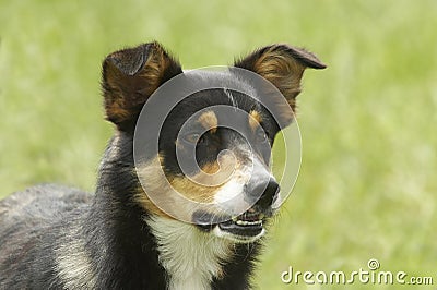 Angry Sheep Dog Stock Image - Image: 1088031
