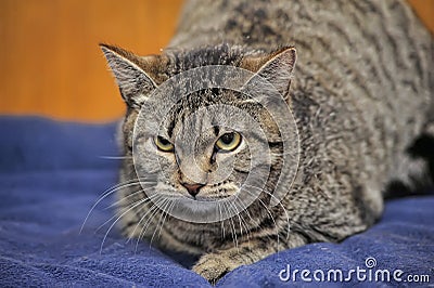 Angry Tabby Cat Stock Photo - Image: 40290739