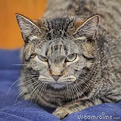 Angry Tabby Cat Stock Photo - Image: 40290779