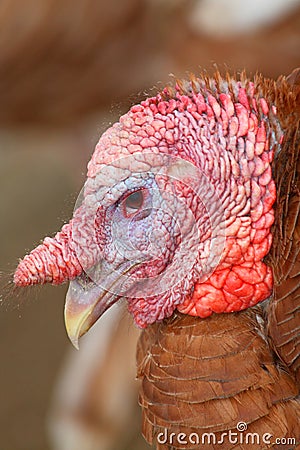 Angry Turkey Stock Photography | CartoonDealer.com #76918832