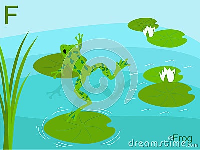 Animal Alphabet Flash Card, F For Frog Royalty Free Stock Photography ...