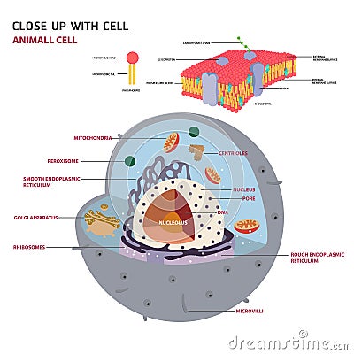 Animal Cell Eukaryotic Cell Vector Stock Vector - Image: 64874142