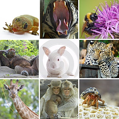 Animal Collage Stock Photos - Image: 12058823