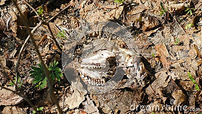 Animal Remains of Roe Deer on Ground in Forest. Gnawed Skull Bone ...