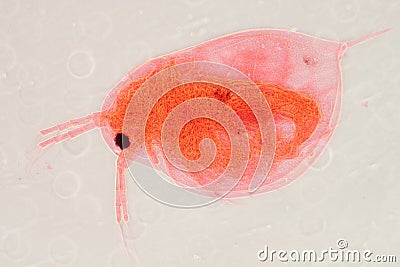 20,112 Animal Cell Photos - Free & Royalty-Free Stock Photos from ...