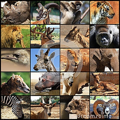 Animal collage Stock Images - Search Stock Images on Everypixel