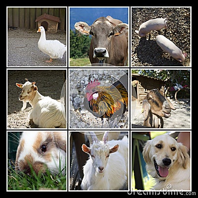 Animals Farm Collage Stock Photos - Image: 21584623