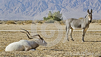 Animals In Hai Bar Nature Reserve, Israel Stock Photos - Image: 24458813