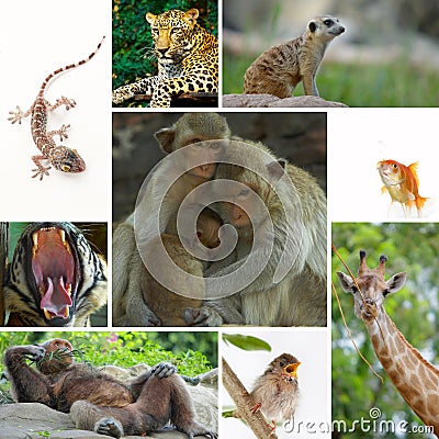 Animals Mix Stock Photos - Image: 26290843