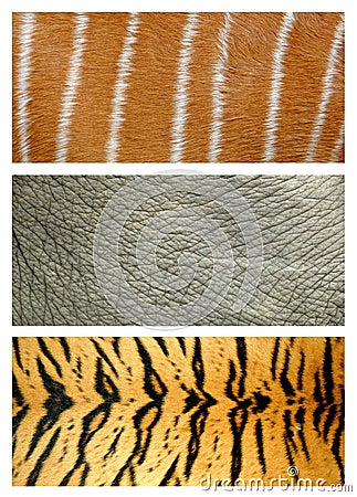 Animals Skin Royalty Free Stock Photography - Image: 17849747