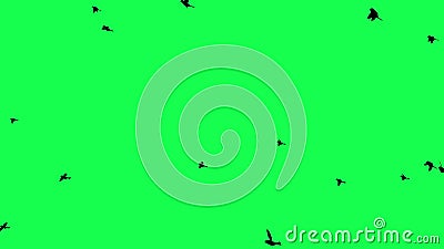 Flock of Birds Flying on Green Screen Stock Footage - Video of raven ...