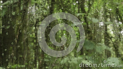 Animation, Rain in the Forest. Drops on Glass. Realistic Render Stock ...