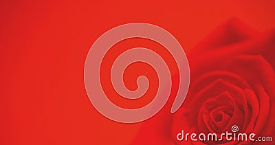 Animation of Single Red Rose Moving, with Copy Space on Red Background ...