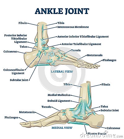 Ankle Joint Vector Illustration. Labeled Educational Leg Structure ...