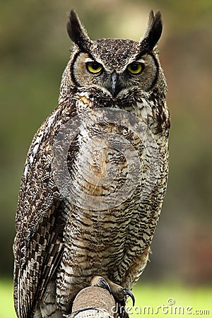 Annoyed Owl Royalty Free Stock Photography - Image: 10505707