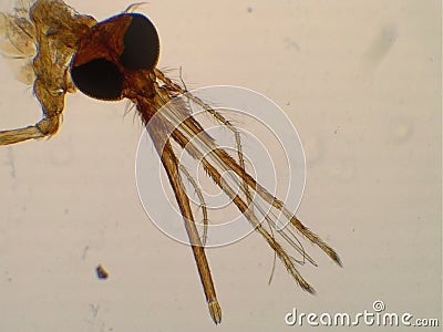 Anopheles Biting Midge Under Microscope. Vector Of Malaria Pathogen ...