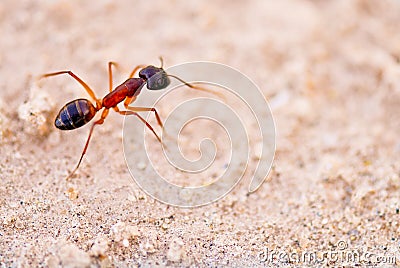 Ant Stock Photo - Image: 13635330